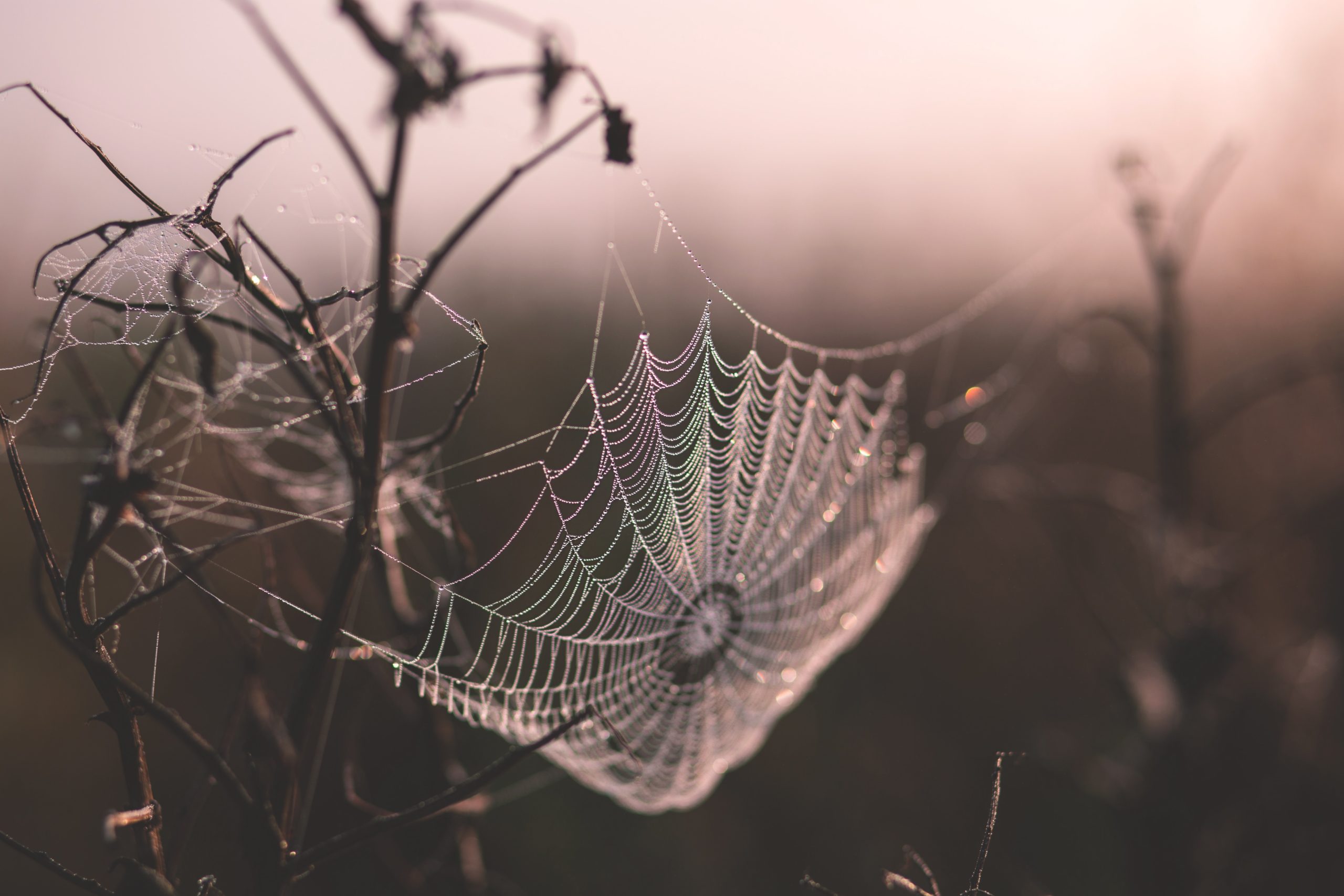 Getting Search Engine Spiders to Crawl Your Website - Upswept Creative